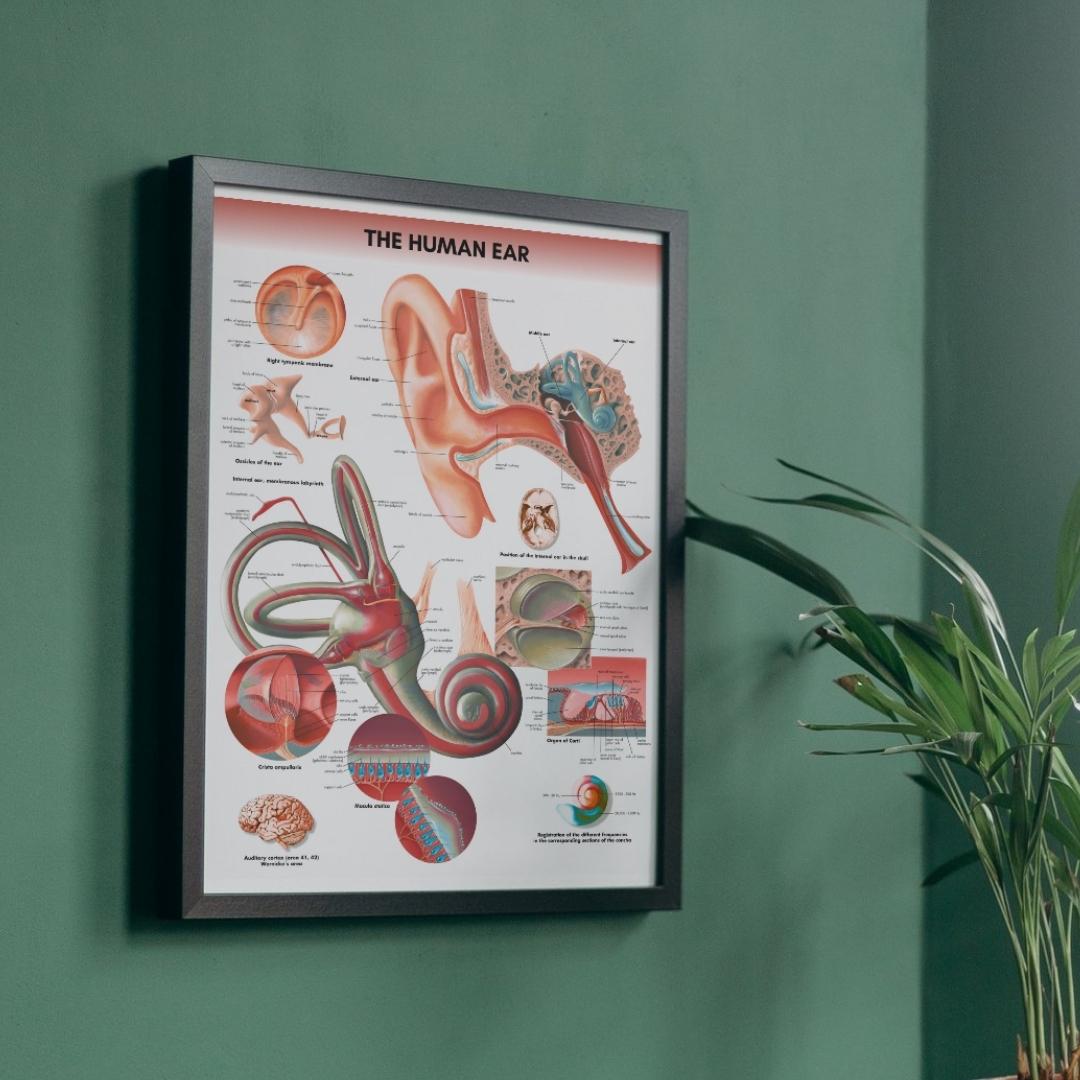 Ear Poster Anatomy Human Biology Poster Medical Student Poster Ear ...