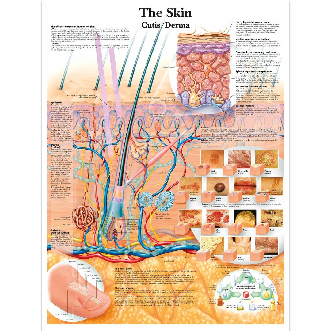 The Skin Chart Anatomy Human Physiology Charts Medical Student Wall ...