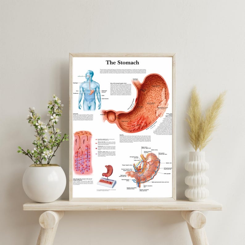 The Stomach Chart Anatomy Human Physiology Charts Medical Student Wall ...
