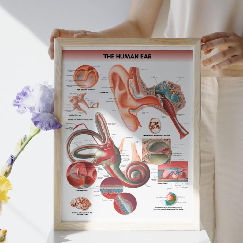Human Ear Chart Anatomy Human Physiology Charts Medical Student Wall ...