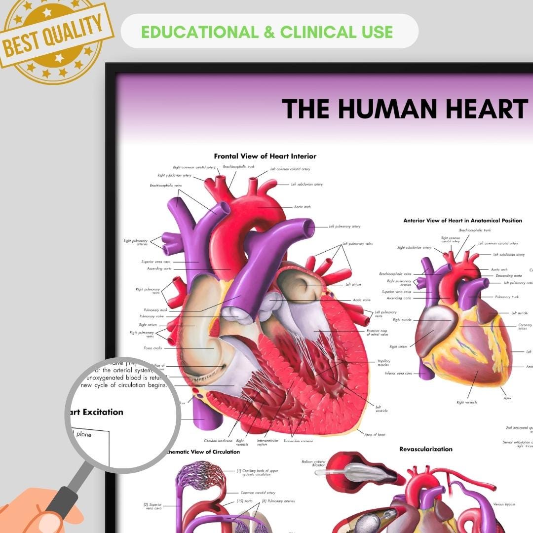 Heart Poster Anatomy Human Biology Poster Medical Student Poster Heart ...