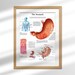 The Stomach Chart Anatomy Human Physiology Charts Medical Student Wall ...