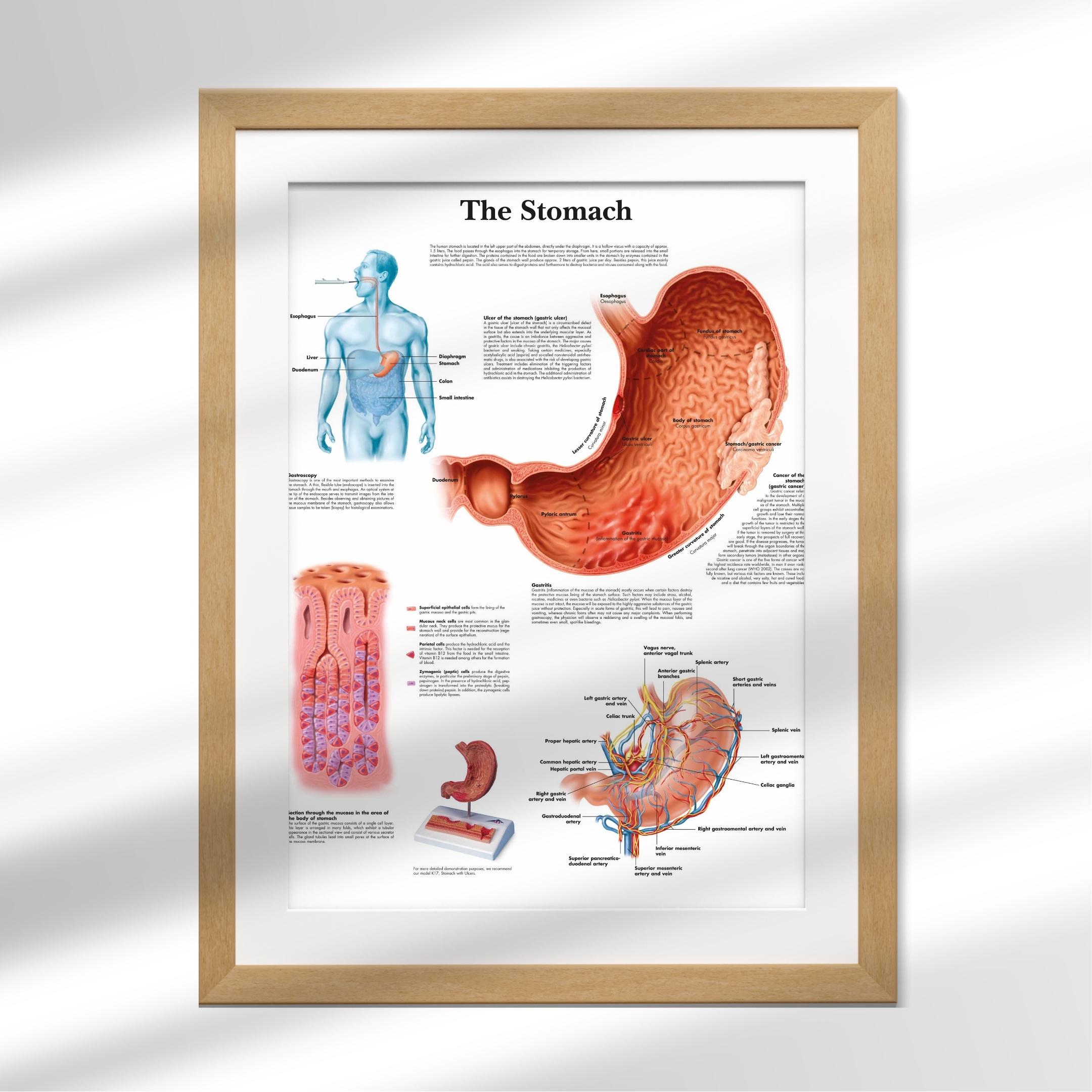 The Stomach Chart Anatomy Human Physiology Charts Medical Student Wall Poster Diagram the ...