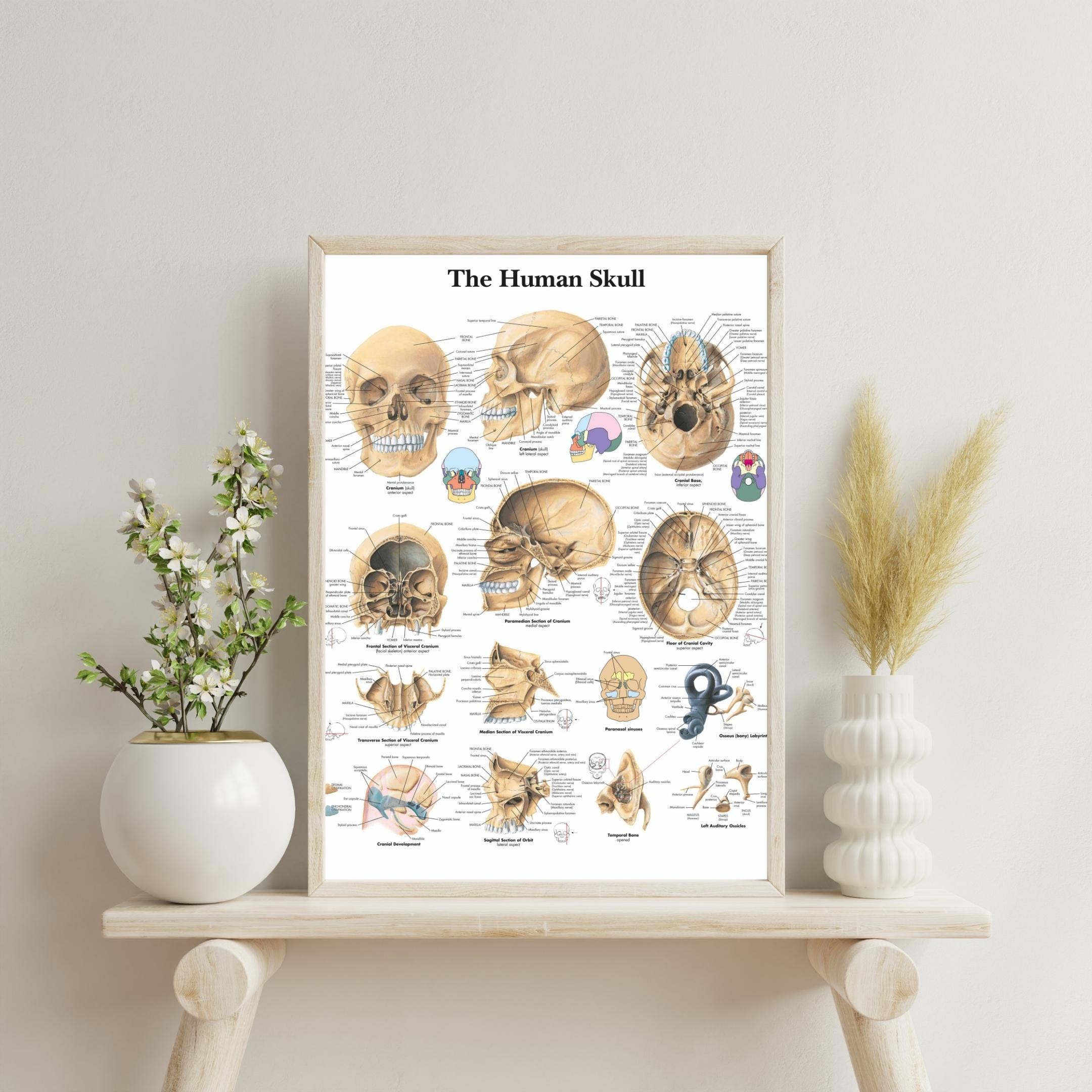 The Human Skull Chart Anatomy Human Physiology Charts Medical Student ...