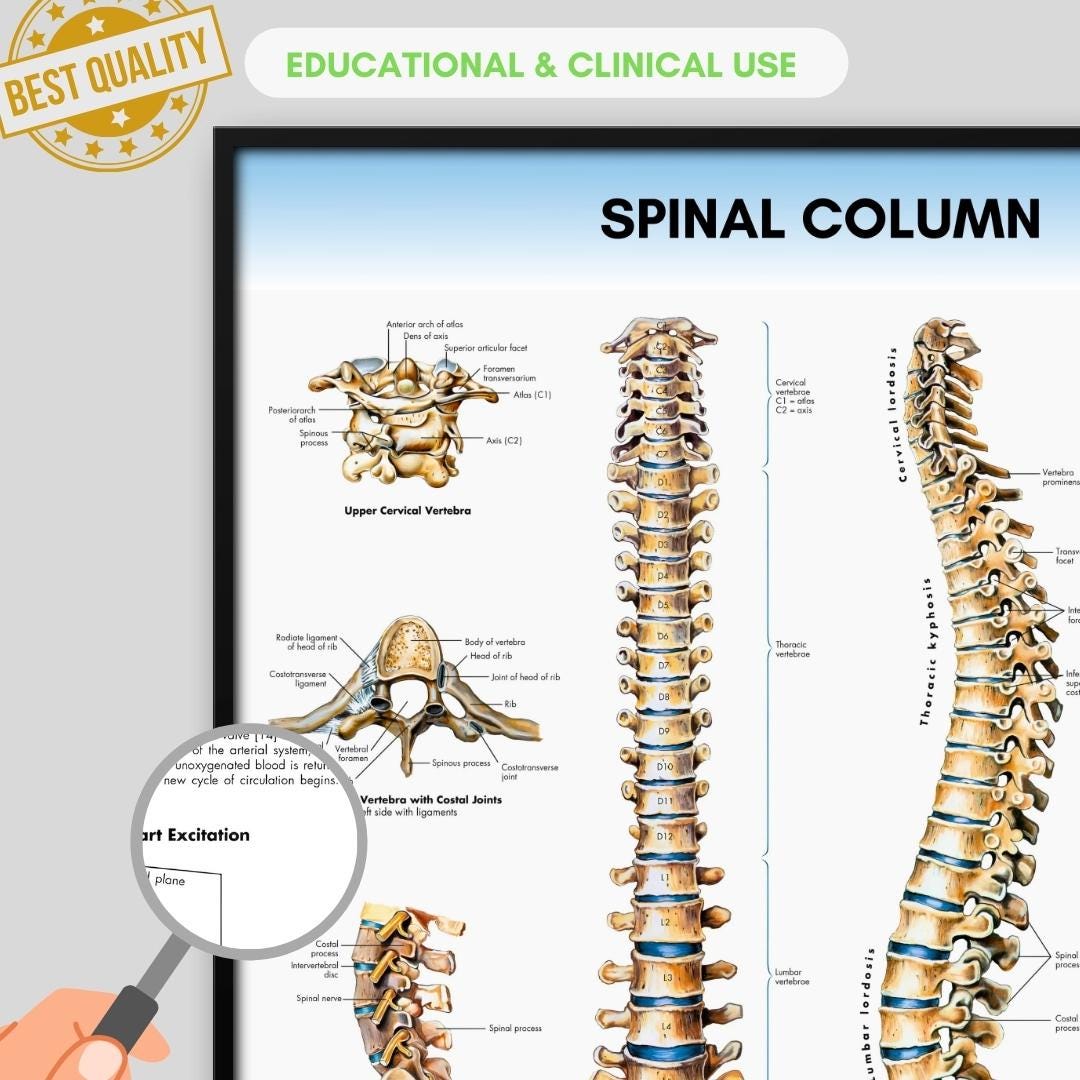 Spinal Column Poster Anatomy Human Biology Poster Medical Student ...