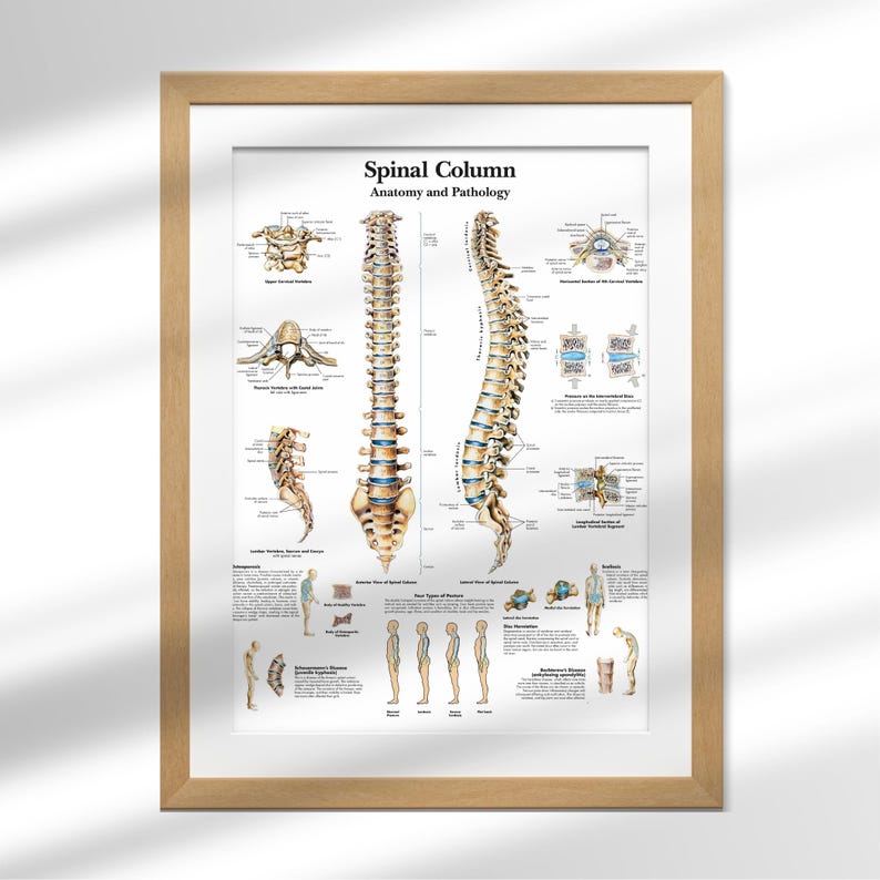Spinal Column Chart Anatomy Human Physiology Charts Medical Student ...