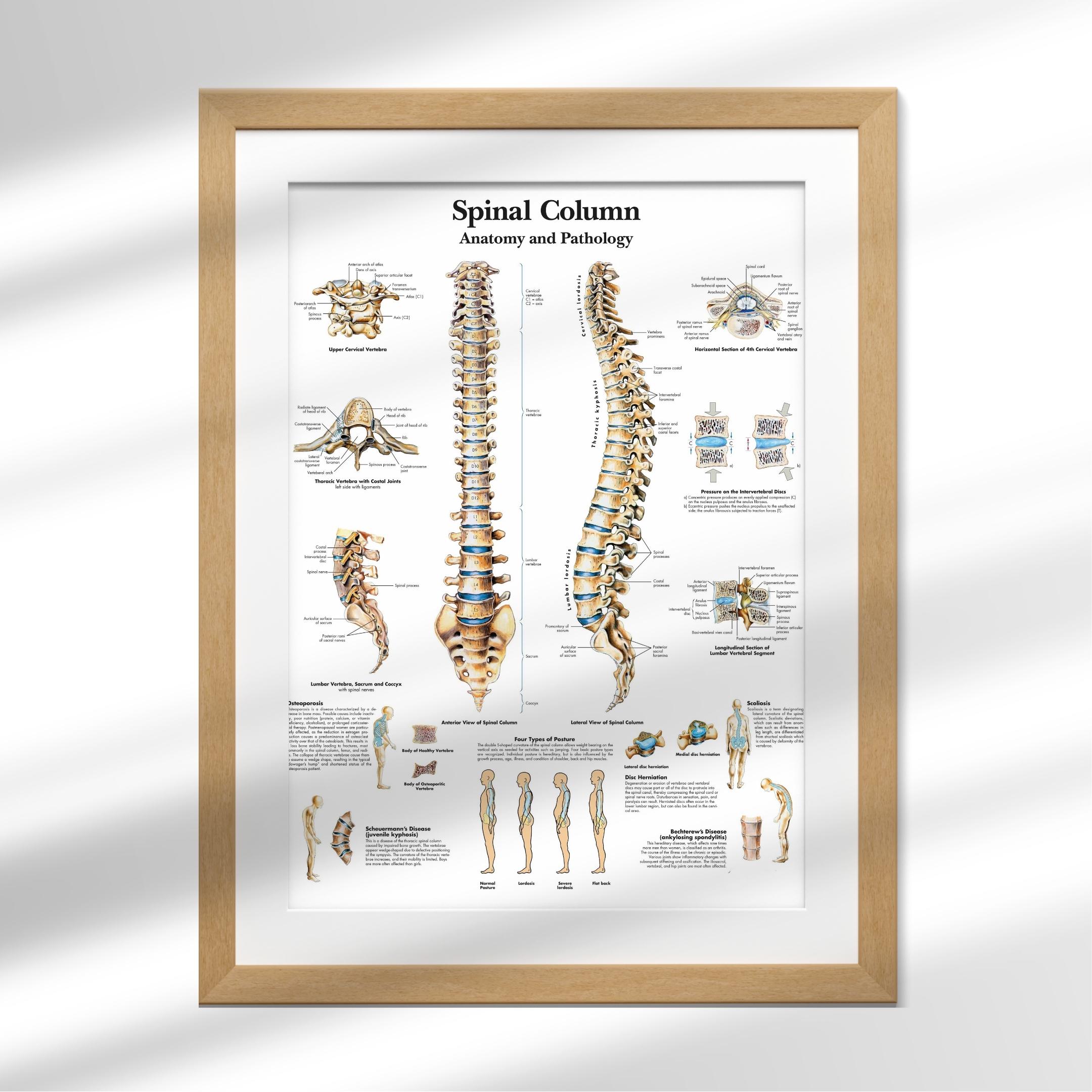 Spinal Column Chart Anatomy Human Physiology Charts Medical Student ...