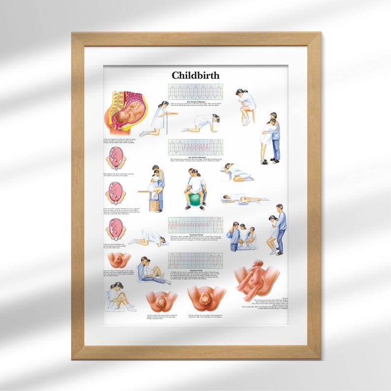Child Birth Chart Anatomy Human Physiology Charts Medical Student Wall ...