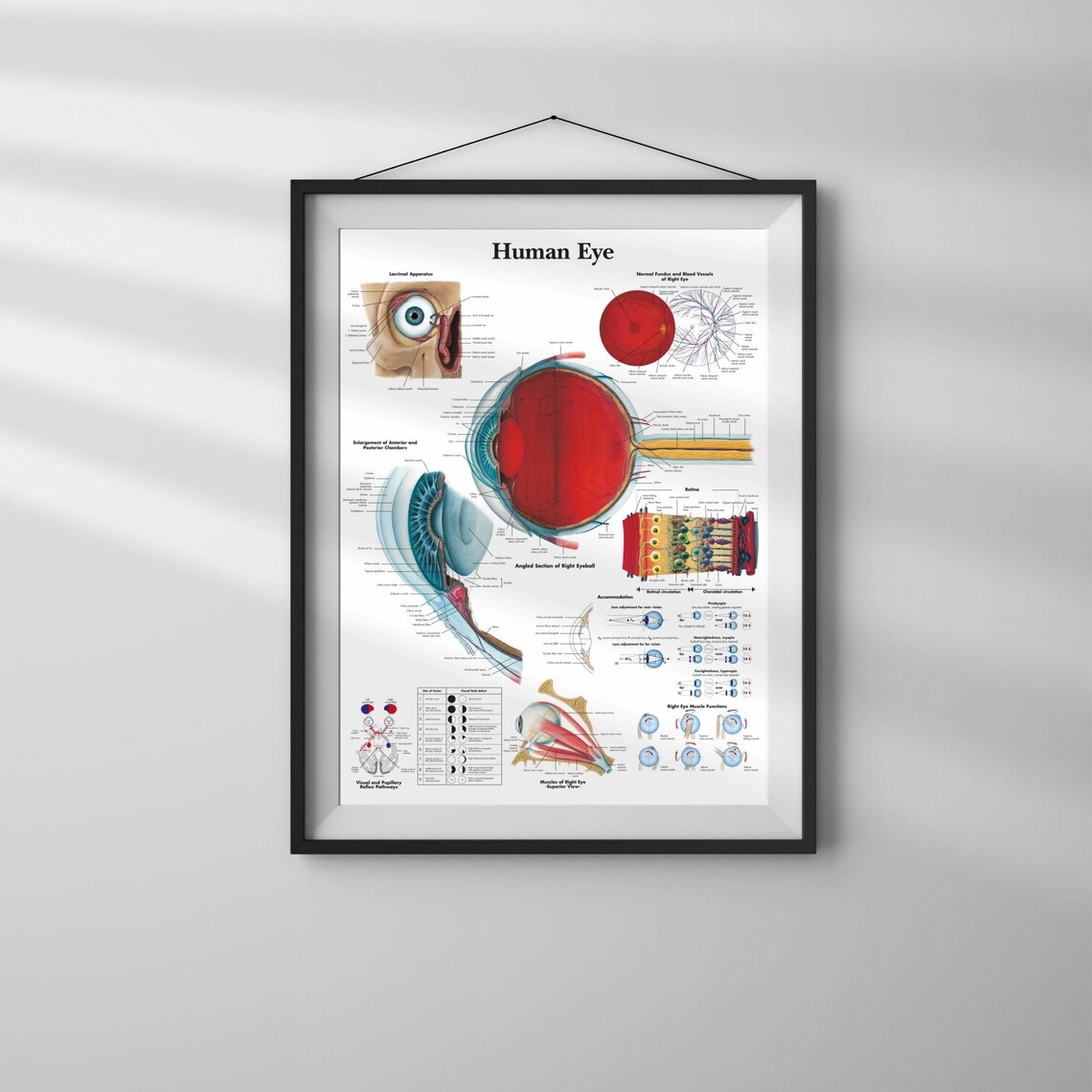 Human Eye Chart Anatomy Human Physiology Charts Medical Student Wall ...