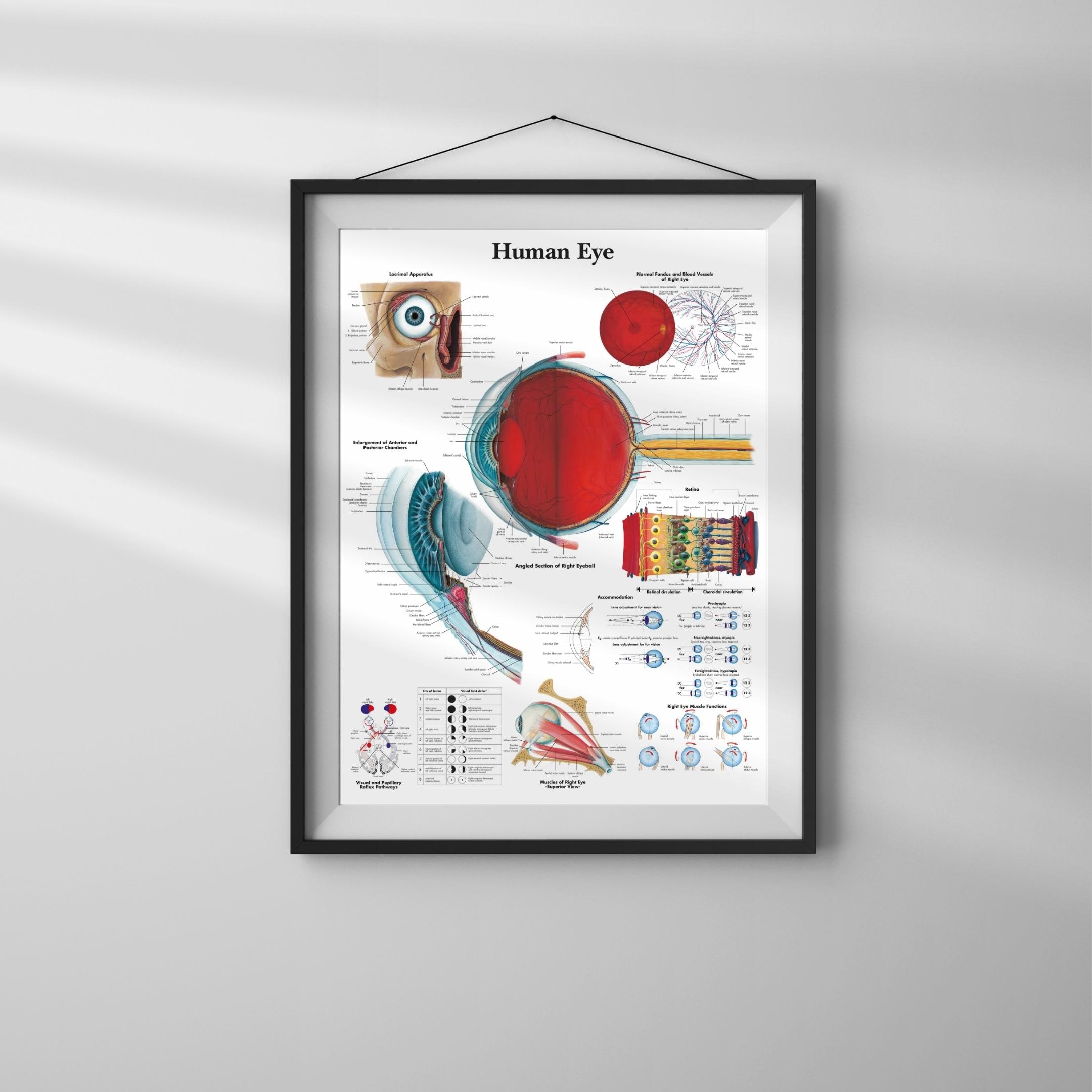Human Eye Chart Anatomy Human Physiology Charts Medical Student Wall ...