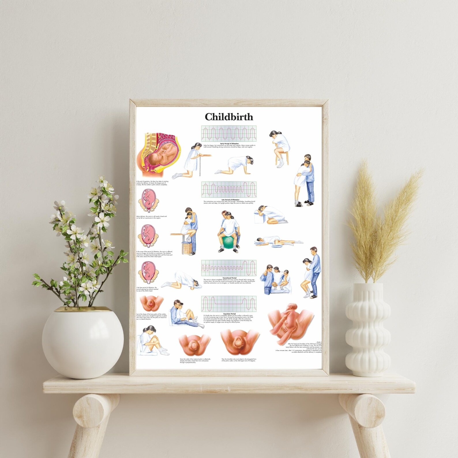 Child Birth Chart Anatomy Human Physiology Charts Medical Student Wall ...