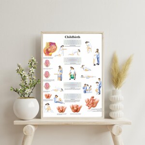 Child Birth Chart Anatomy Human Physiology Charts Medical Student Wall ...