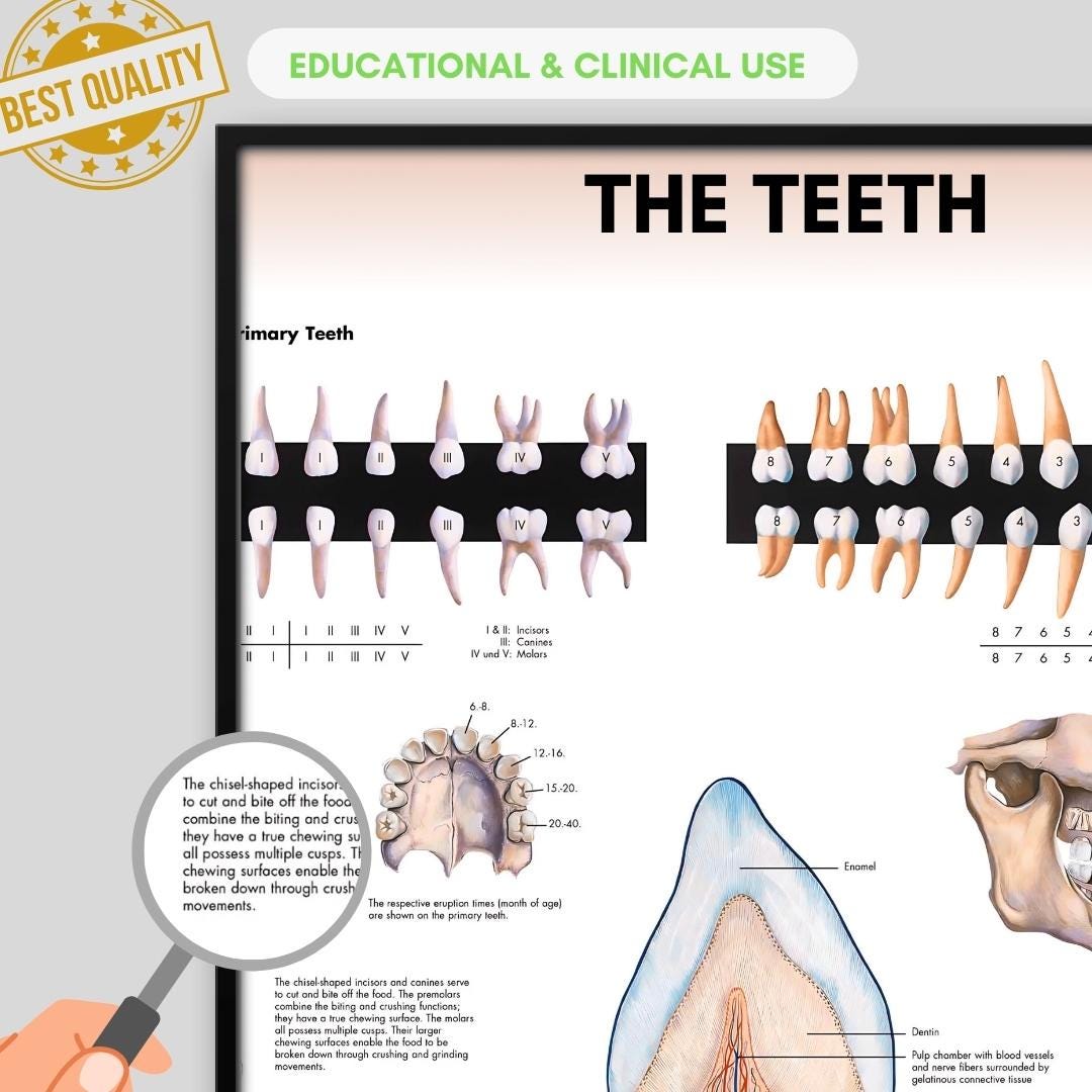 Teeth Poster Anatomy Human Biology Poster Medical Student Poster Teeth ...