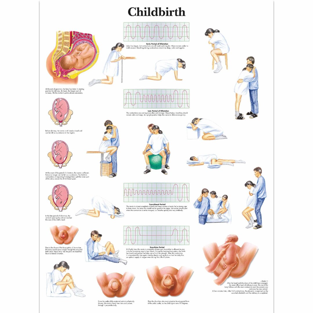 Child Birth Chart Anatomy Human Physiology Charts Medical Student Wall ...