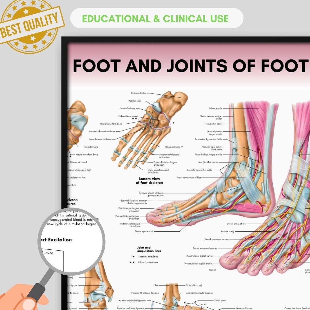 Foot and Joints Poster Anatomy Human Biology Poster Medical Student ...