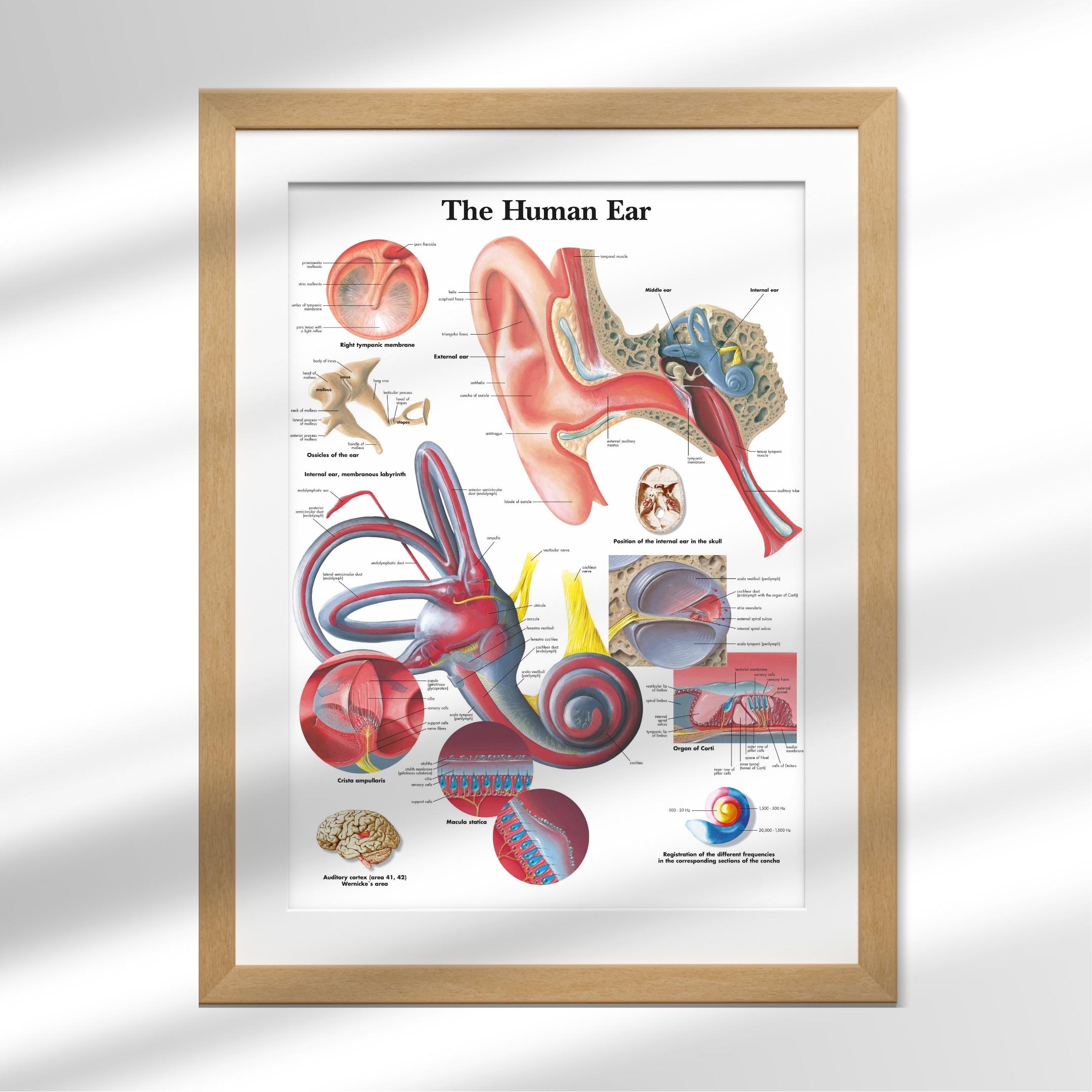 The Human Ear Chart Anatomy Human Physiology Charts Medical Student ...