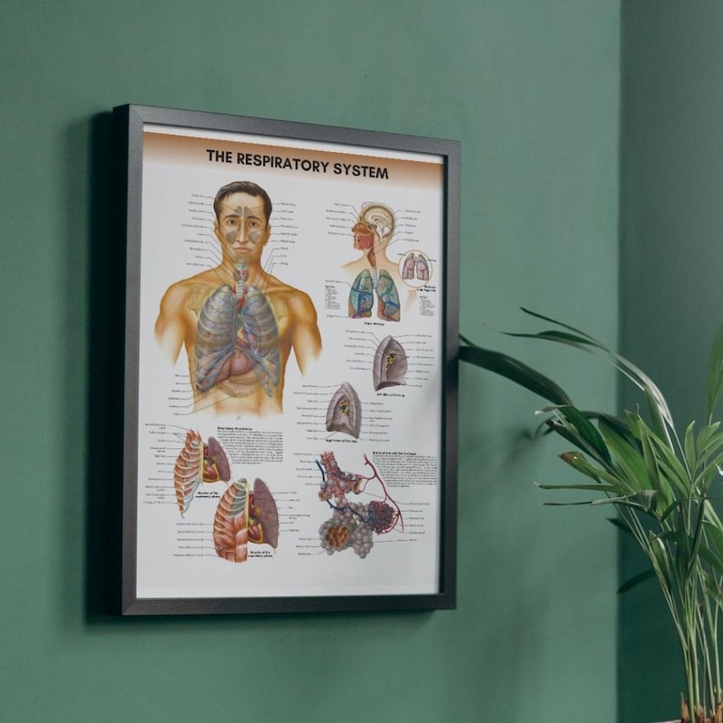 Respiratory System Chart Anatomy Human Physiology Charts Medical ...