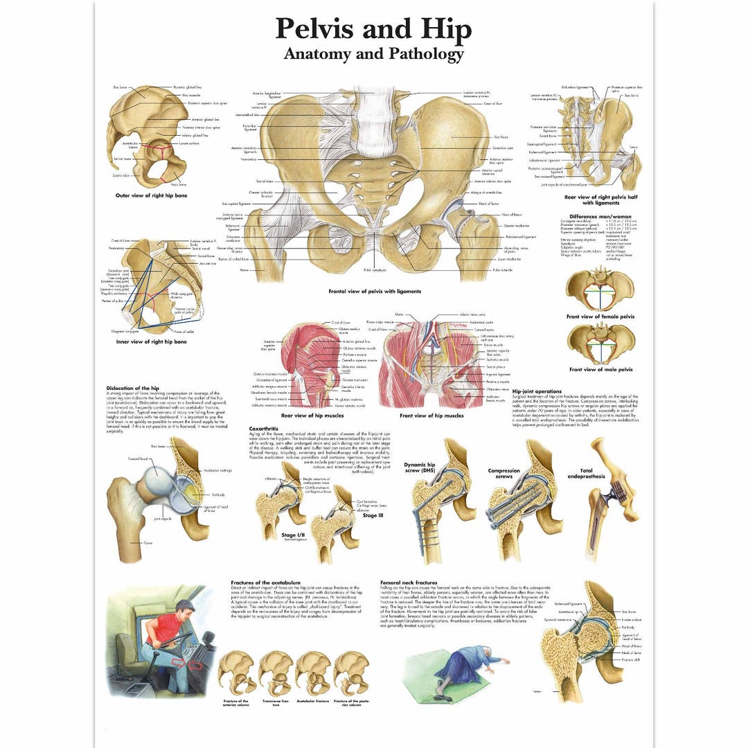 Pelvis and Hip Chart Anatomy Human Physiology Charts Medical Student ...