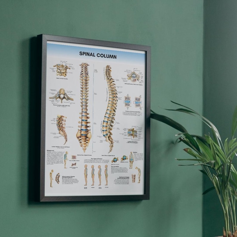 Spinal Column Poster Anatomy Human Biology Poster Medical Student ...