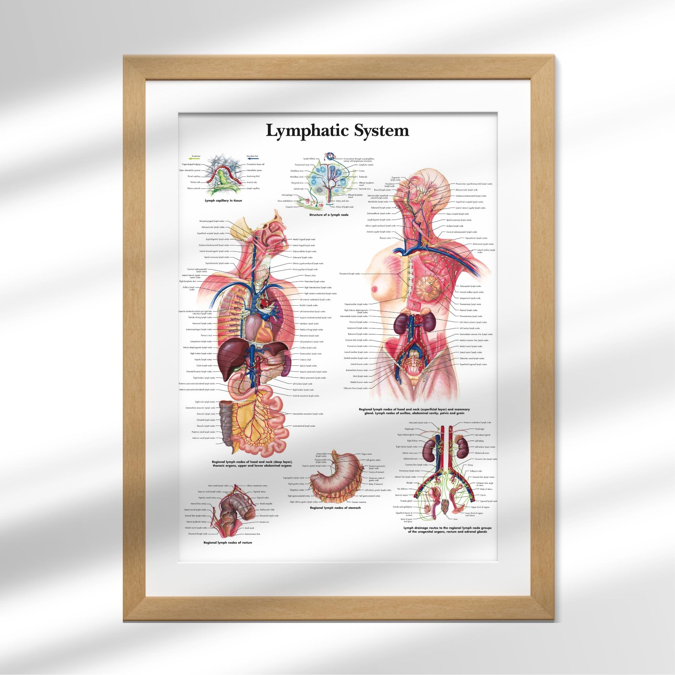 Lymphatic System Chart Anatomy Human Physiology Charts Medical Student ...