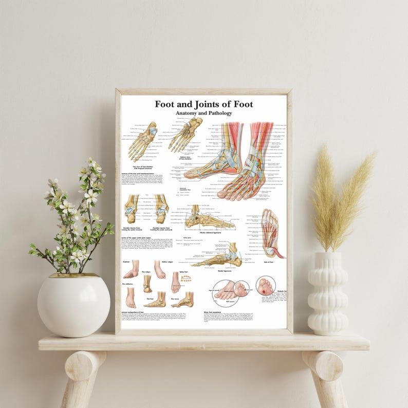 Foot and Joints of Foot Chart Anatomy Human Pathology Charts Medical ...