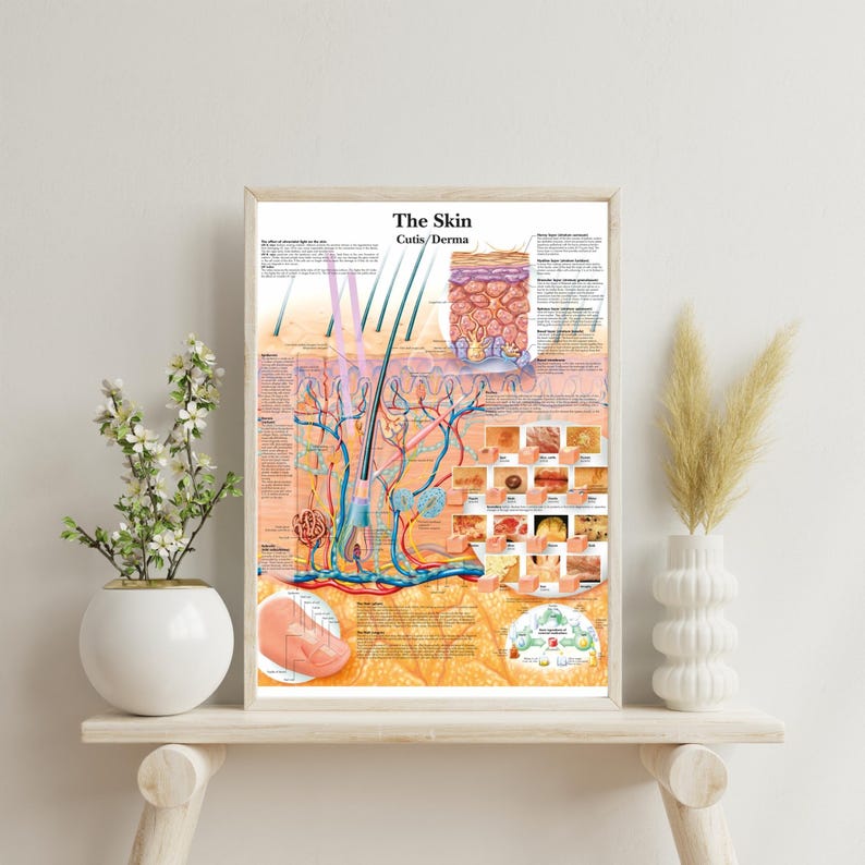 The Skin Chart Anatomy Human Physiology Charts Medical Student Wall ...