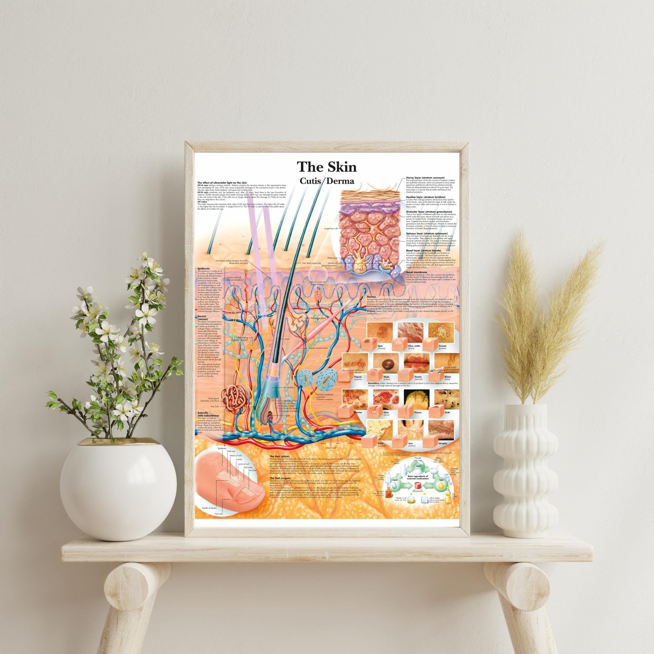 The Skin Chart Anatomy Human Physiology Charts Medical Student Wall ...