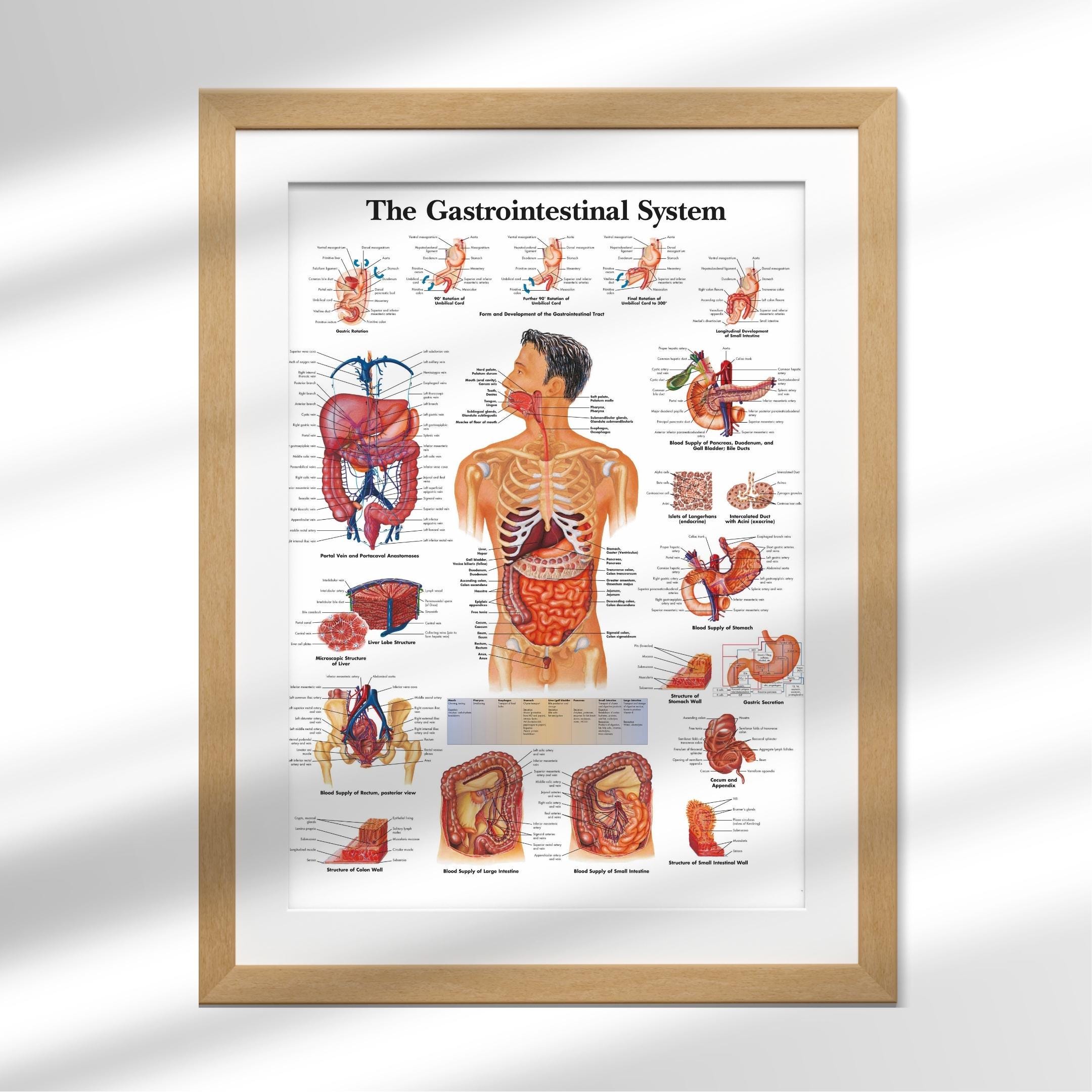 The Gastrointestinal System Chart Anatomy Human Physiology Charts ...