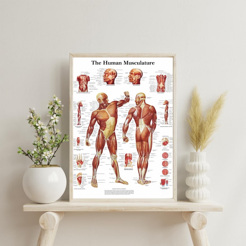The Human Musculature Chart Anatomy Human Physiology Charts Medical ...