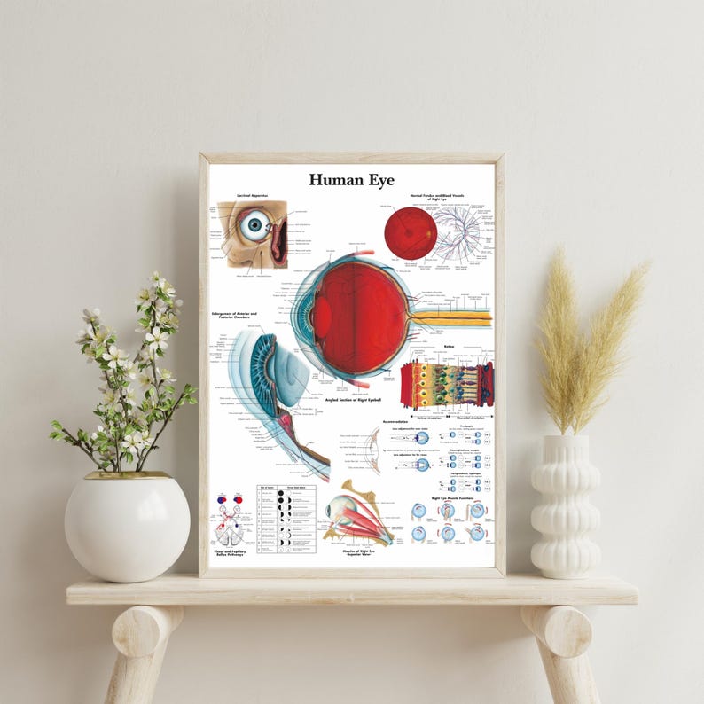 Human Eye Chart Anatomy Human Physiology Charts Medical Student Wall ...