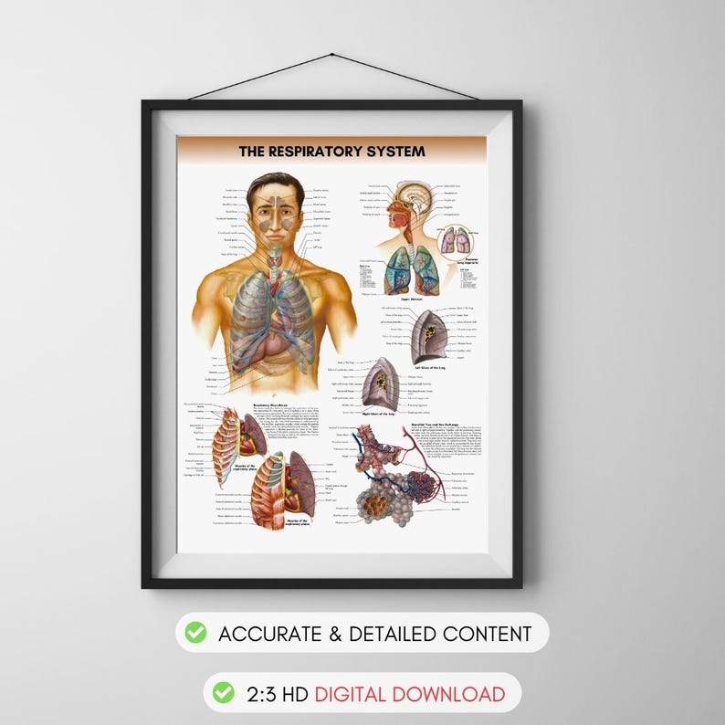 Respiratory System Chart Anatomy Human Physiology Charts Medical ...
