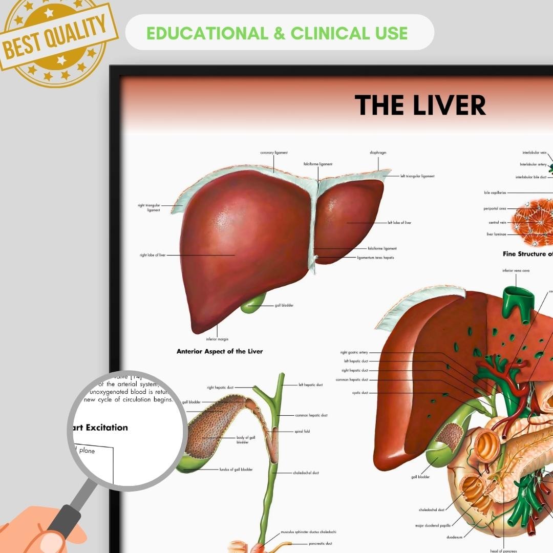 Liver Poster Anatomy Human Biology Poster Medical Student Poster Liver ...