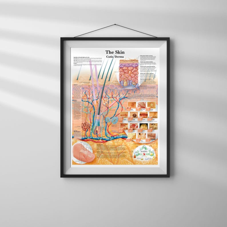The Skin Chart Anatomy Human Physiology Charts Medical Student Wall ...