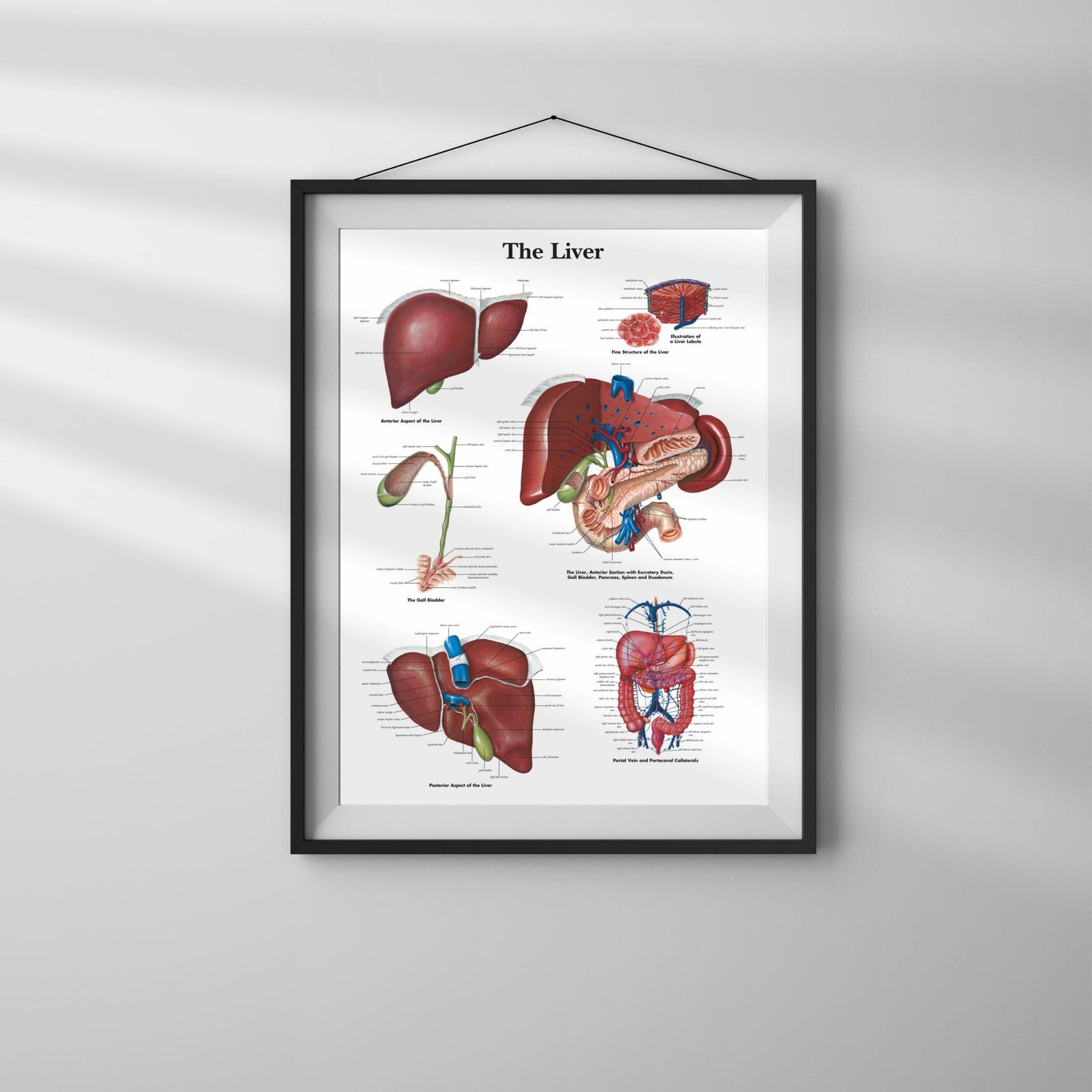 The Liver Chart Anatomy Human Physiology Charts Medical Student Wall ...