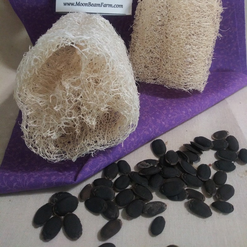 Luffa Seeds - Etsy