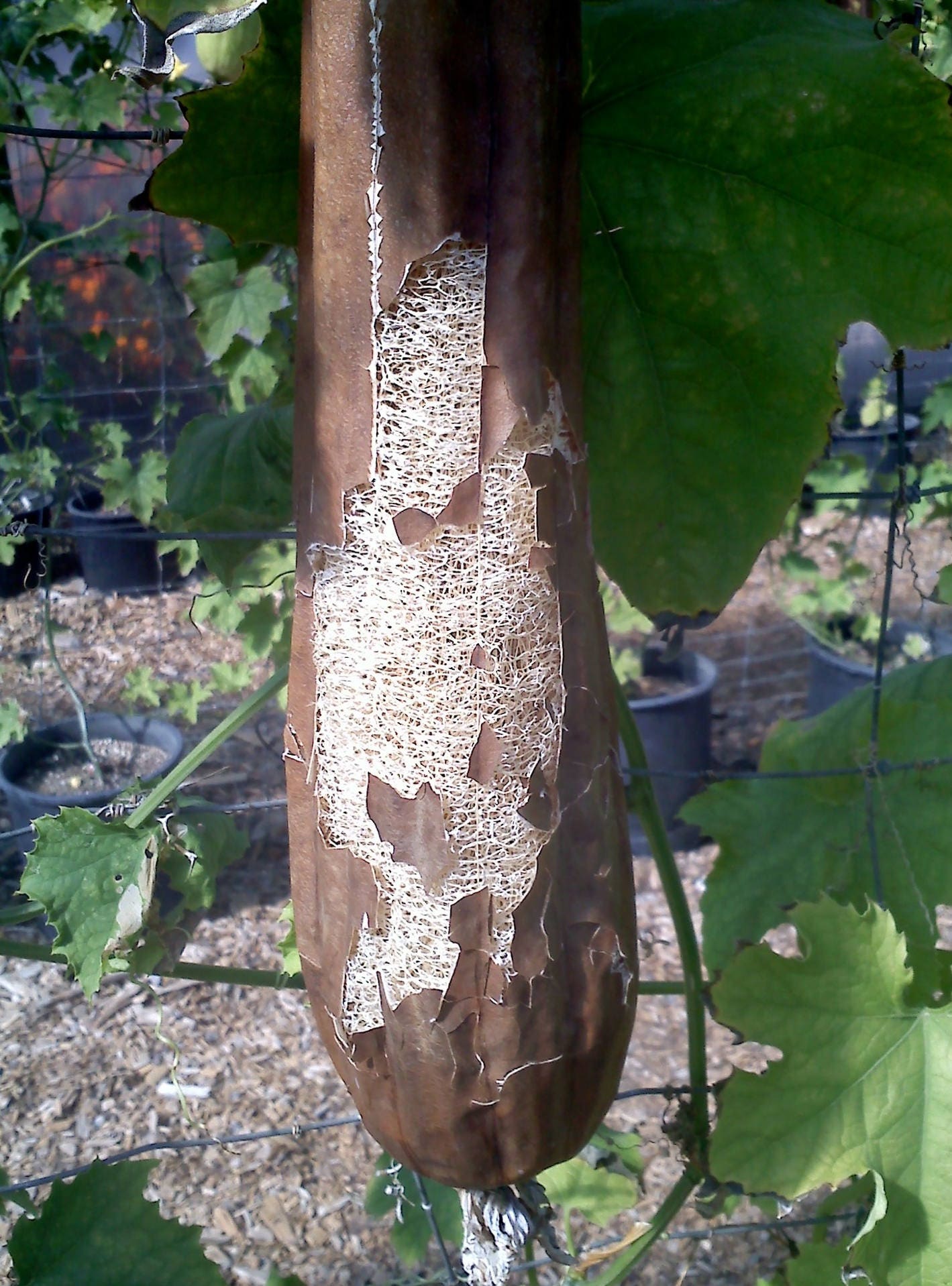 100 Organic Loofah Seeds Loofah Sponge Seeds Lufa Seeds | Etsy