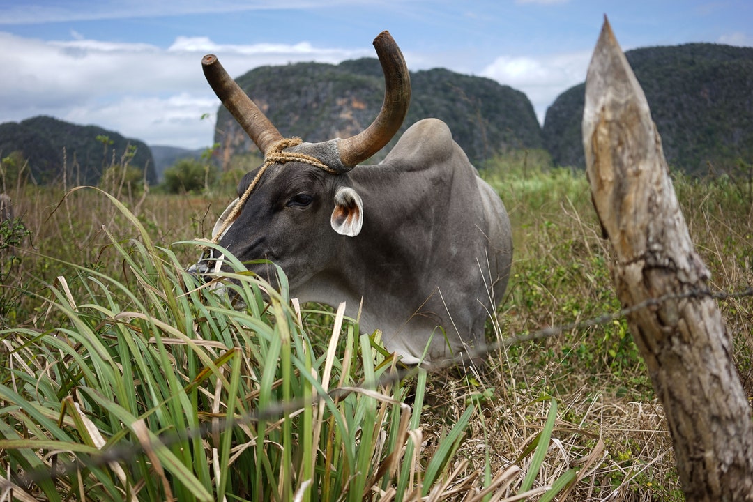 Cow in Vinales Cuba (signed Print) - 8x12 Print on 11x14 Fine Art Moab ...
