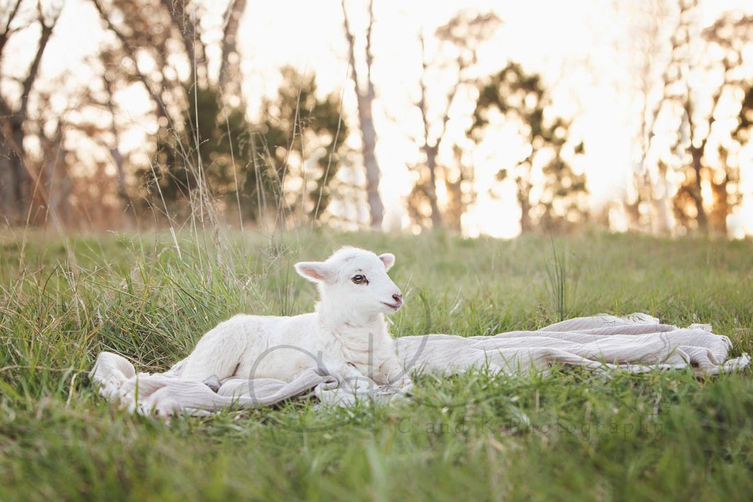 Lamb Digital Background, Spring Digital Background - Etsy