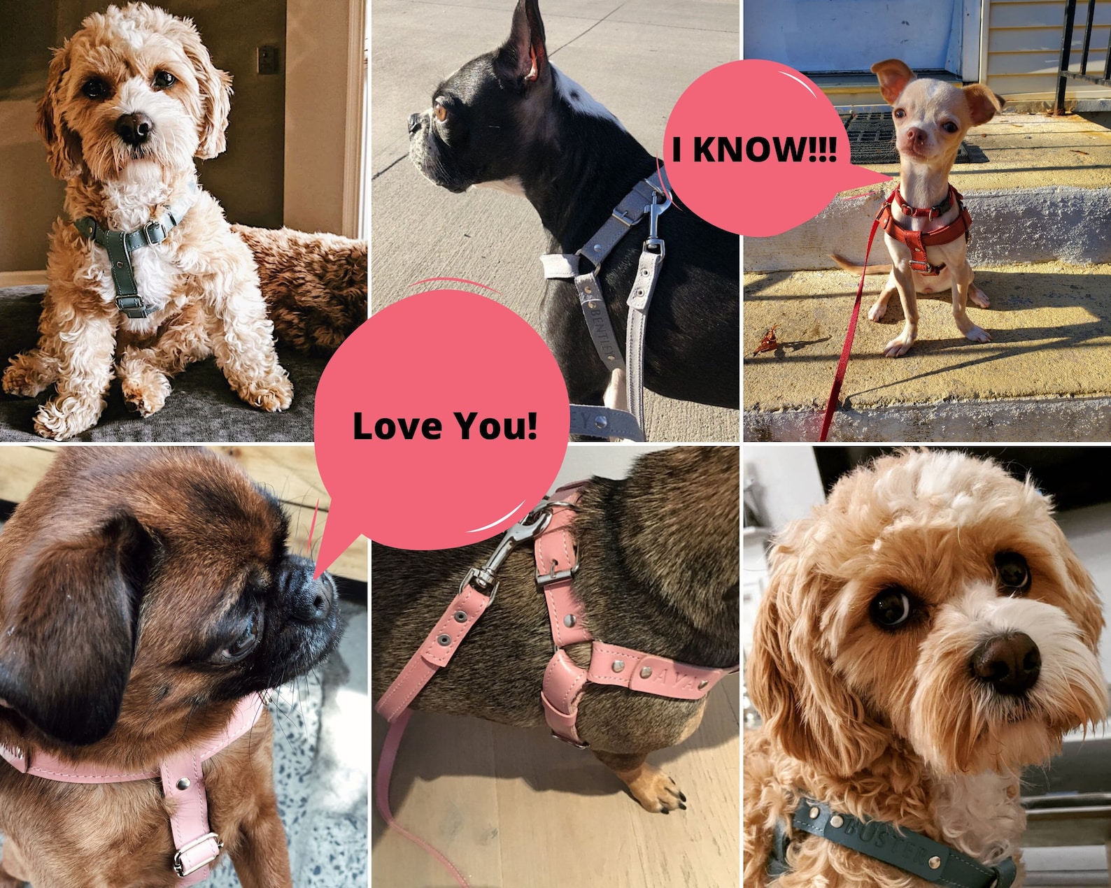 Leather Dog Harness Personalized Dog Harness and Leash Set Small Medium ...