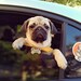 Pug on Board Car Window Sticker for Women. Pug Car Sticker is - Etsy
