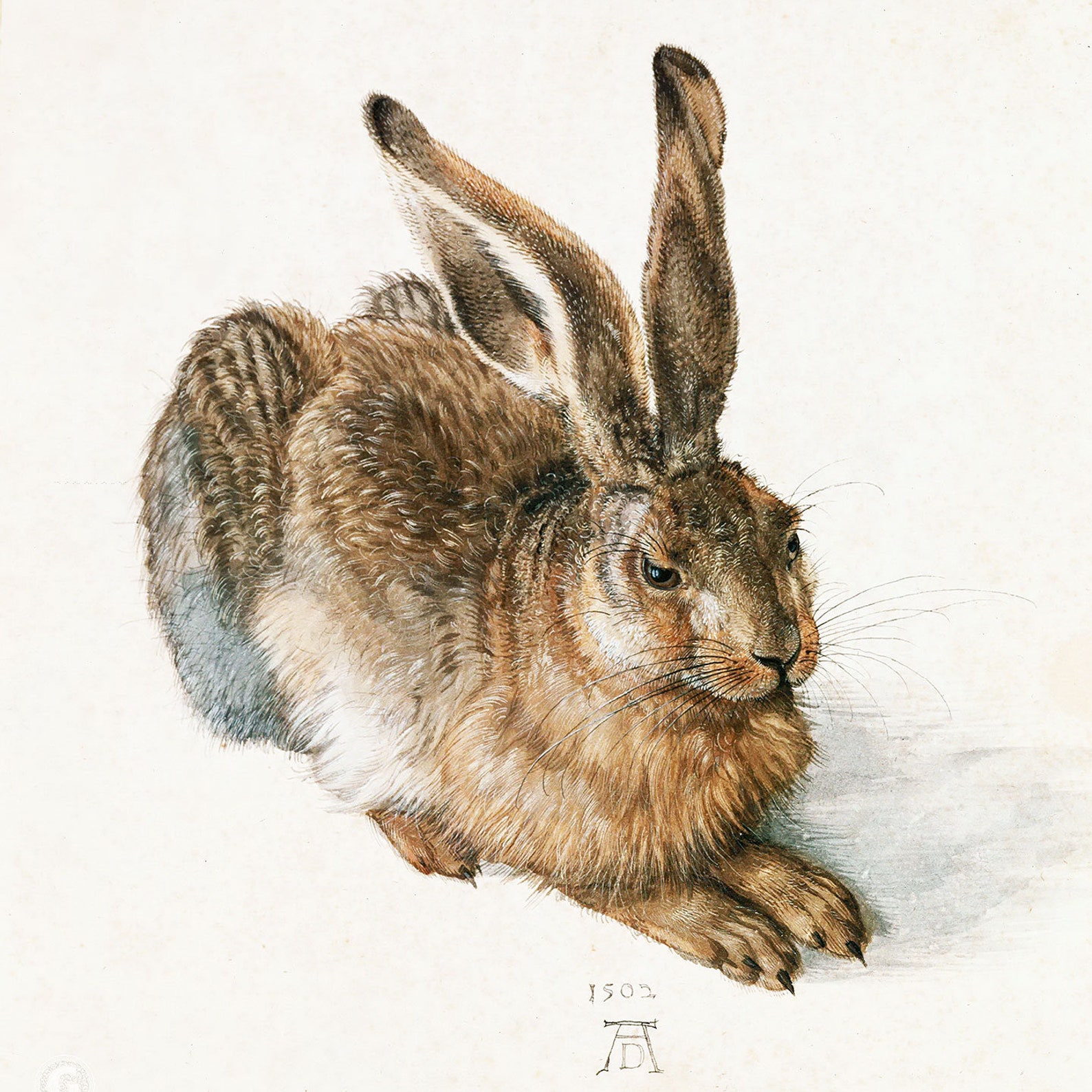 Albrecht Durer Dürer Young Hare Rabbit Animal Extra Large - Etsy