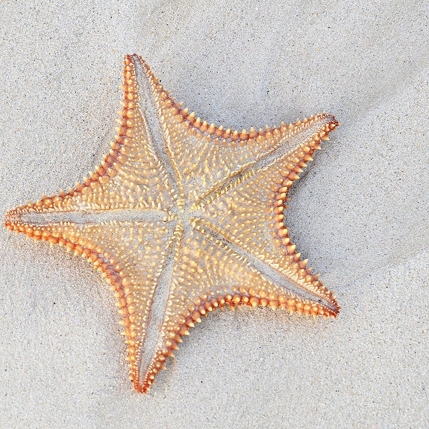 Starfish on Sand Beach Large Wall Metal Art Print Sea Marine | Etsy