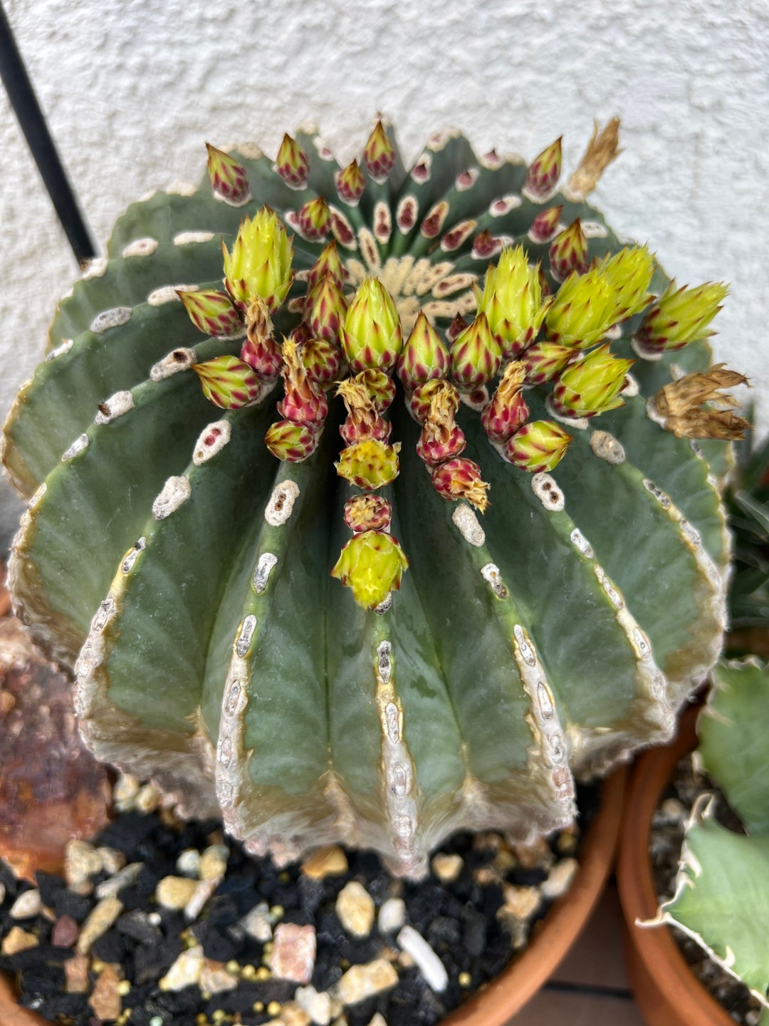 Ferocactus Glaucescen Inermis large. Estimated to Be Well Over a Decade ...