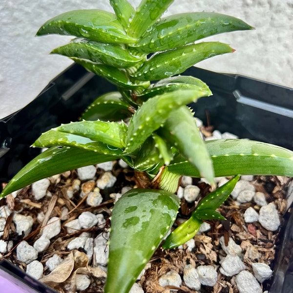Rare Aloe - Etsy