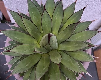 Agave Blue Emperor - Etsy