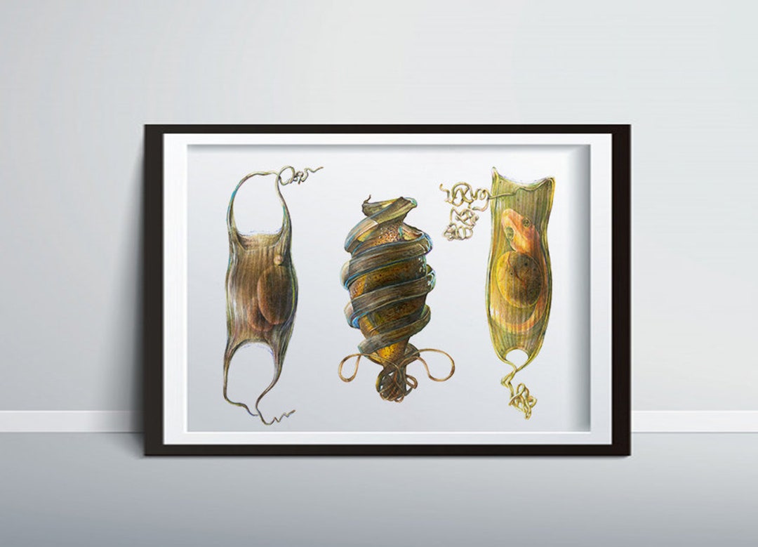 Shark Egg Trilogy Print: Realistic Ocean Animal Art - Etsy