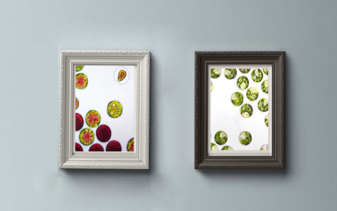 Micro Algae Art Prints, Algae Wall Art, Algae Press, Seaweed Art ...