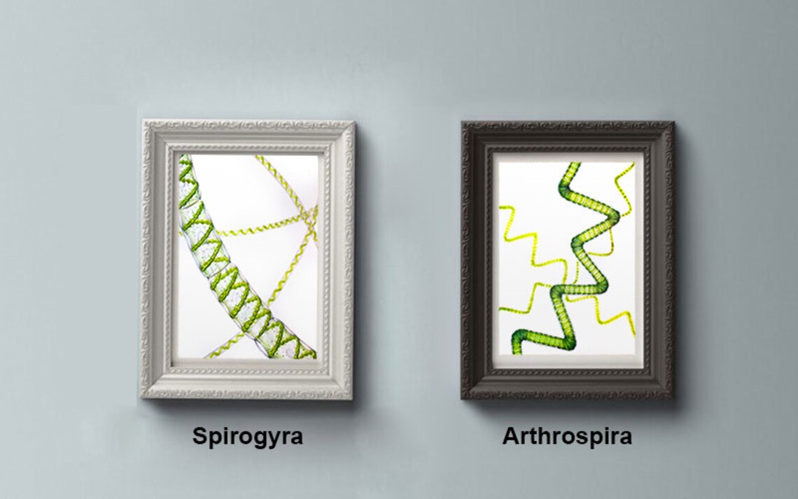 Micro Algae Art Prints, Algae Wall Art, Algae Press, Seaweed Art ...