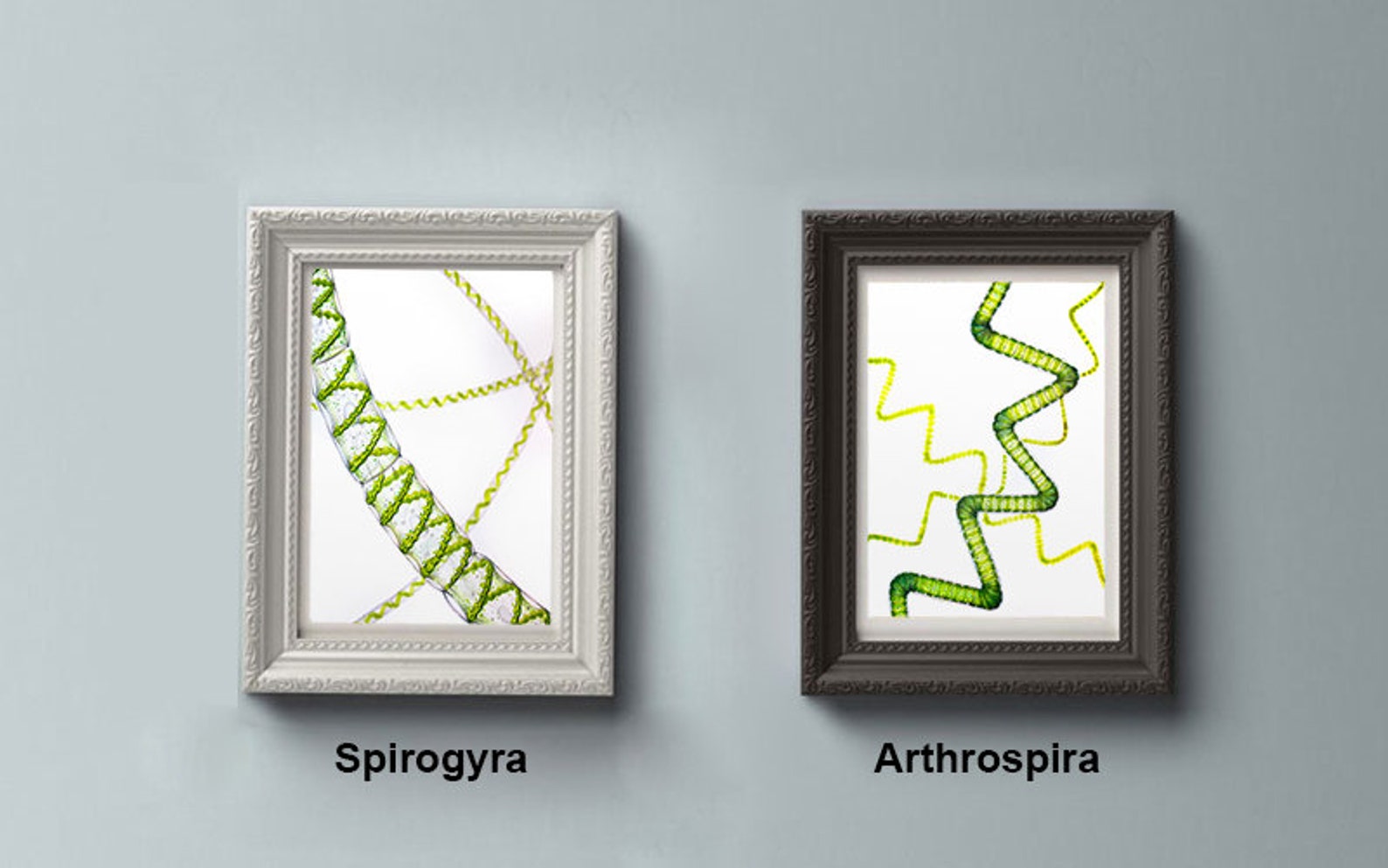Micro Algae Art Prints, Algae Wall Art, Algae Press, Seaweed Art ...