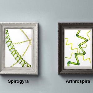 Micro Algae Art Prints, Algae Wall Art, Algae Press, Seaweed Art ...